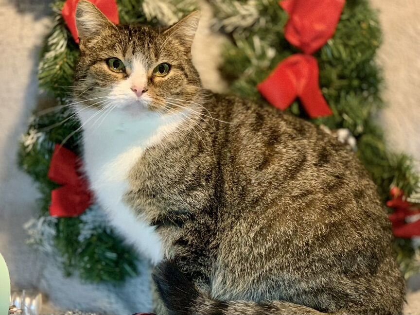 Кошечка Мусти 1,5 г