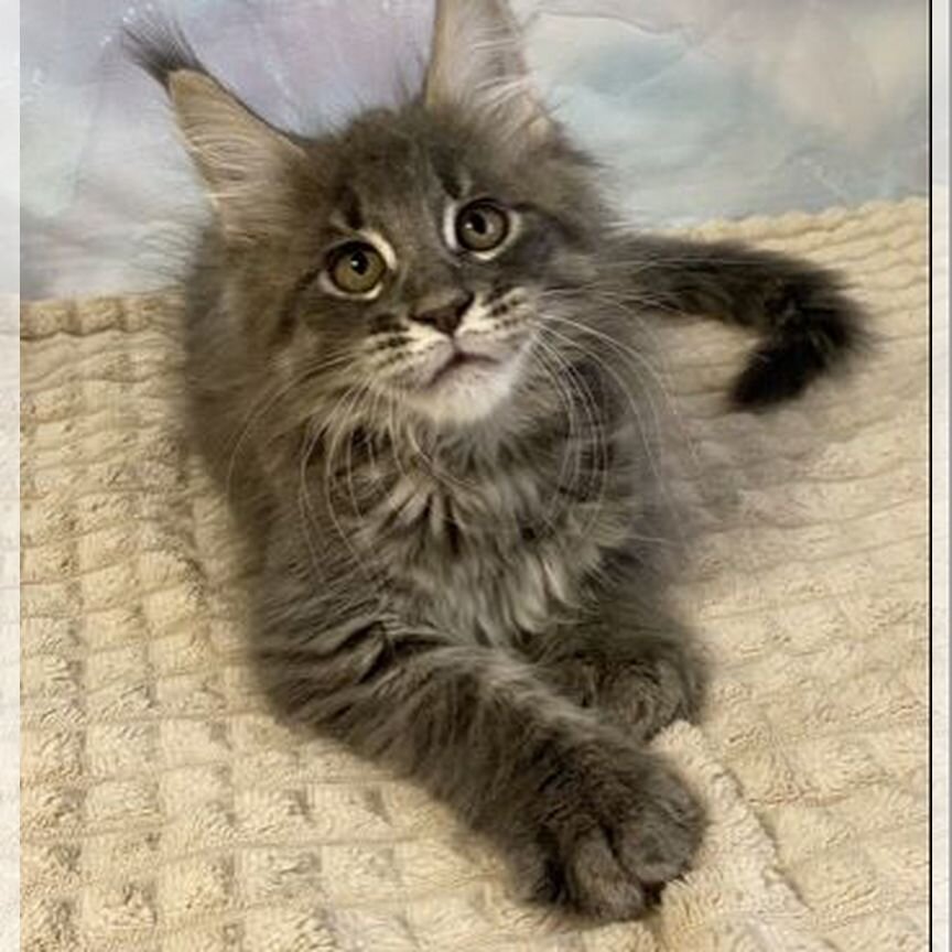 Мейн-кун котёнок