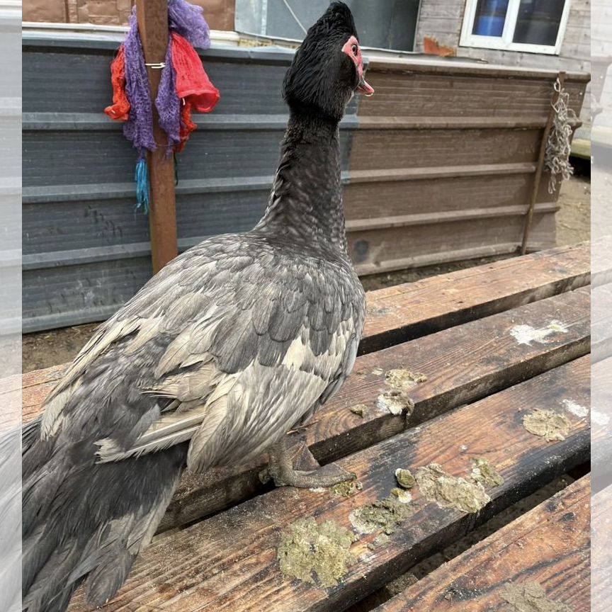 Индоутки тяжелой линии