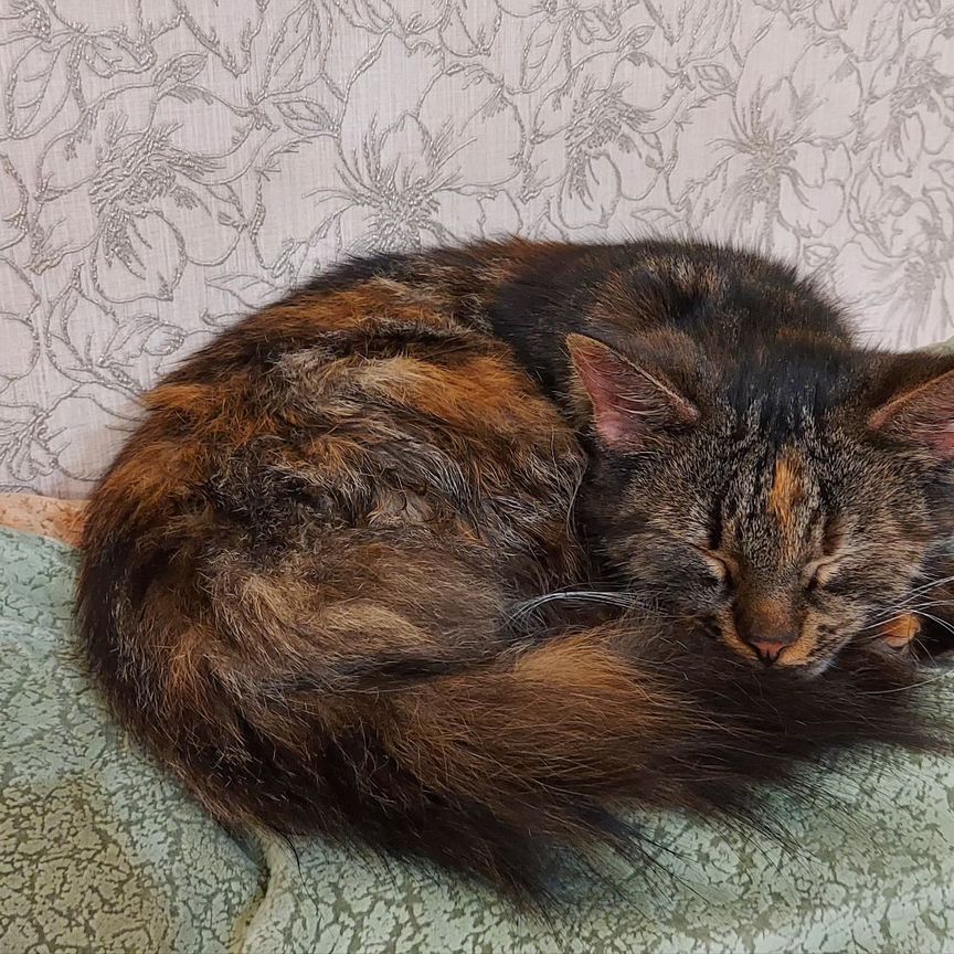 Кошка юная в добрые руки