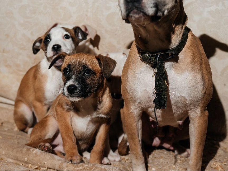 Стаффордширский терьер