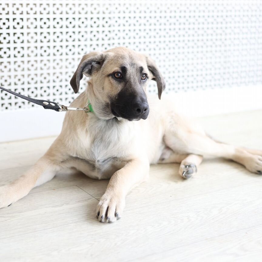 Щенки бесплатно