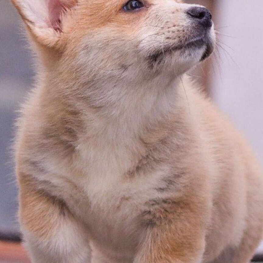 Вельш-корги пемброк