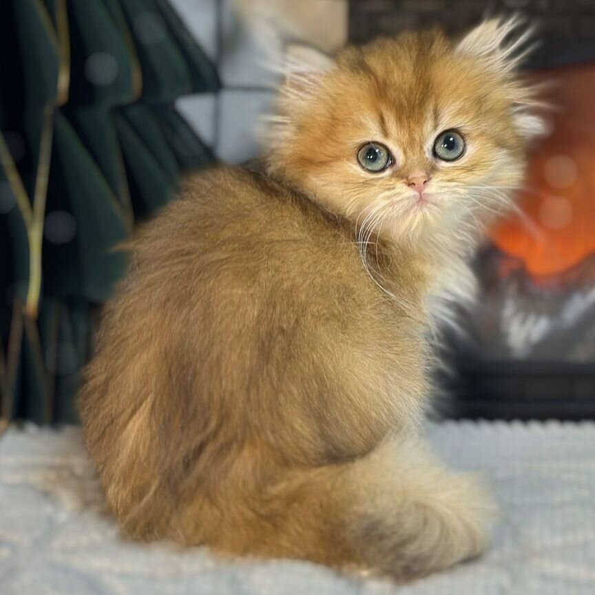 Британский длинношёрстный котёнок