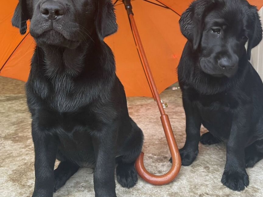 Лабрадор от заводчика РКФ