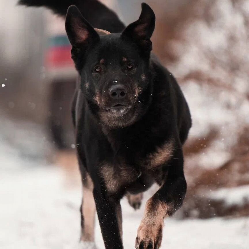 Ласковый медвежонок Ким ищет дом