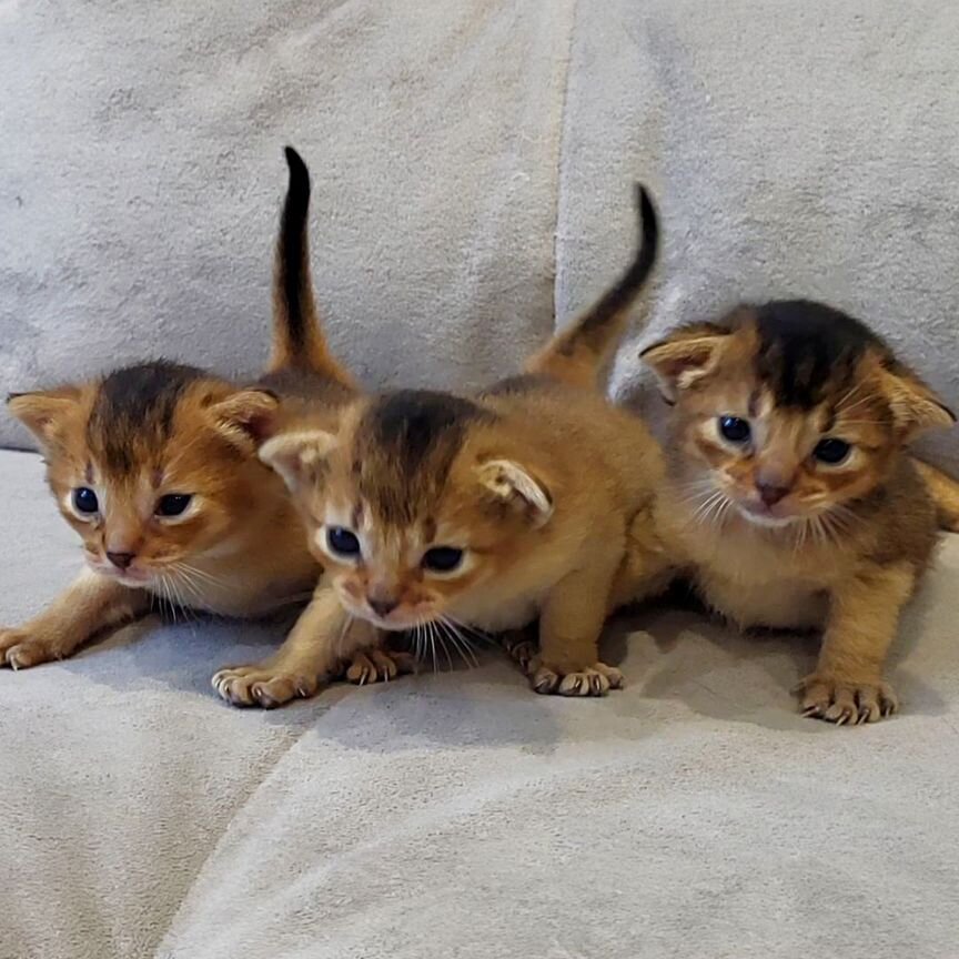 Абиссинские котята
