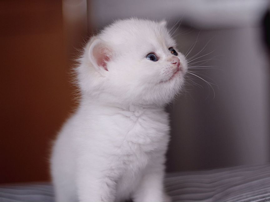 Роскошный британский малыш ny1133