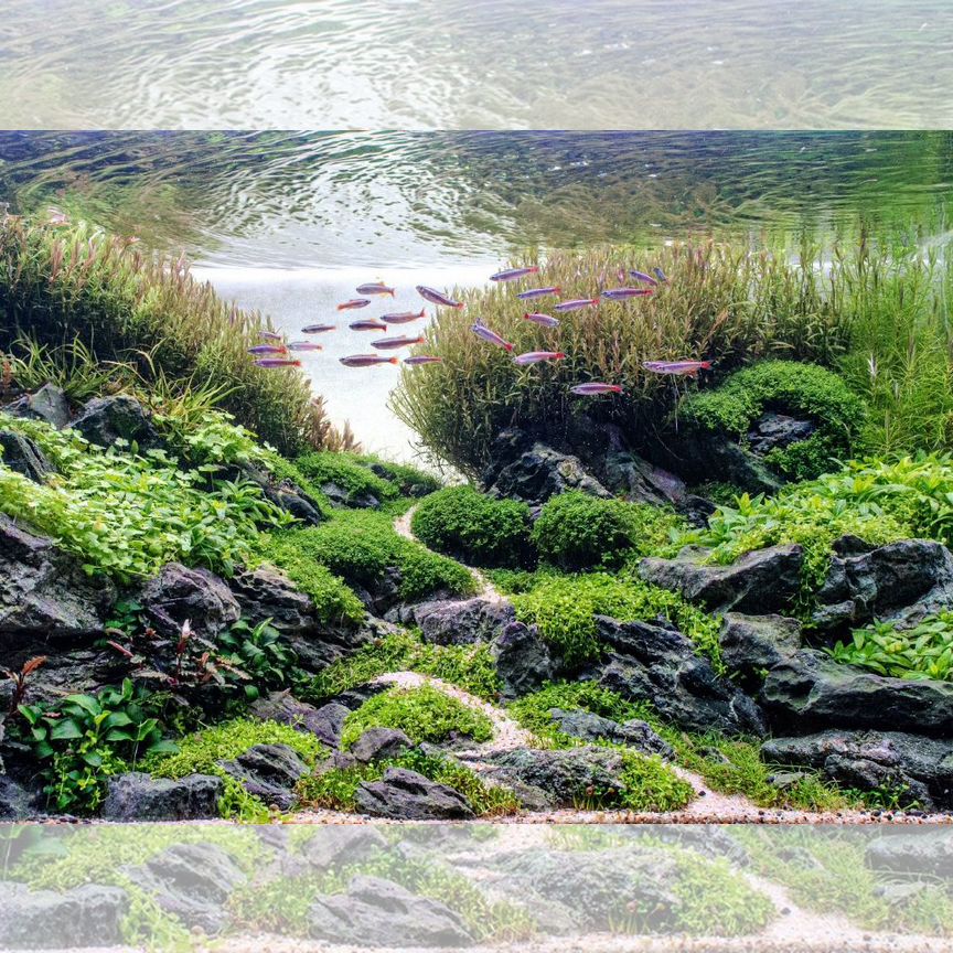 Оформление аквариумов,коряги,растения