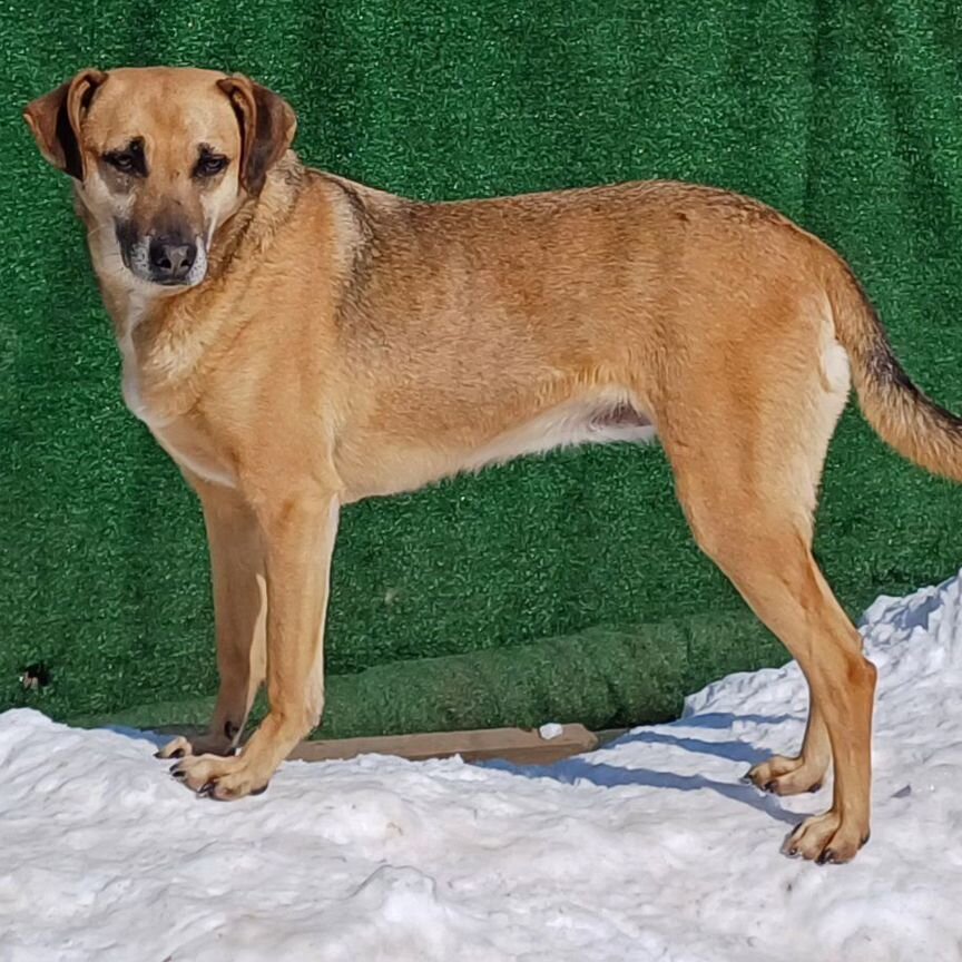 Взрослая собака в добрые руки