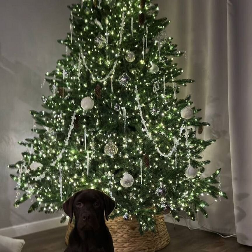 Лабрадор-ретривер, щенок