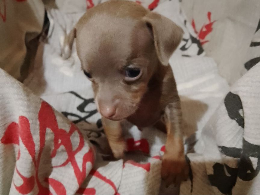 Русский той-терьер мини