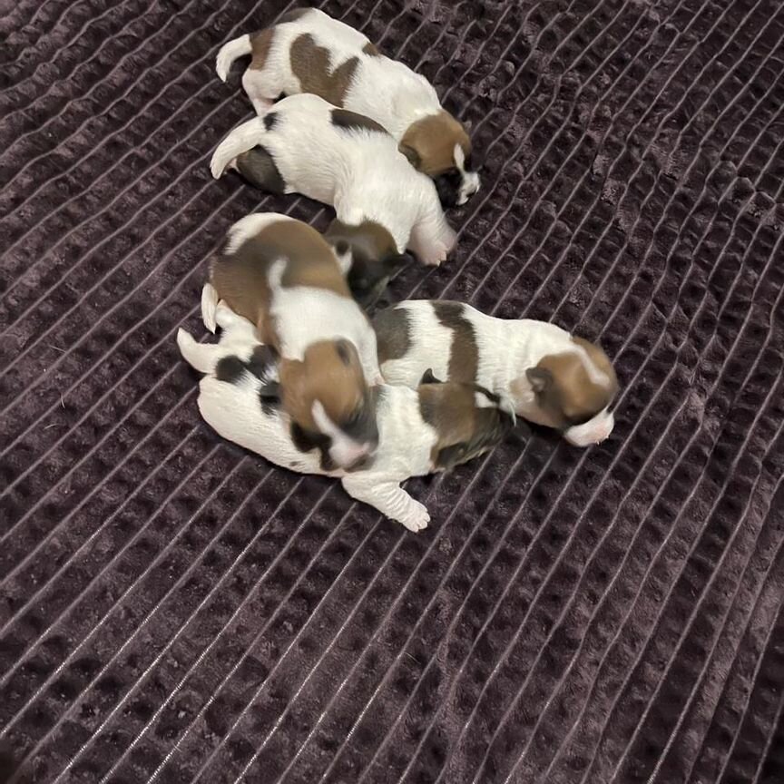 Щенки Джек Рассел терьер