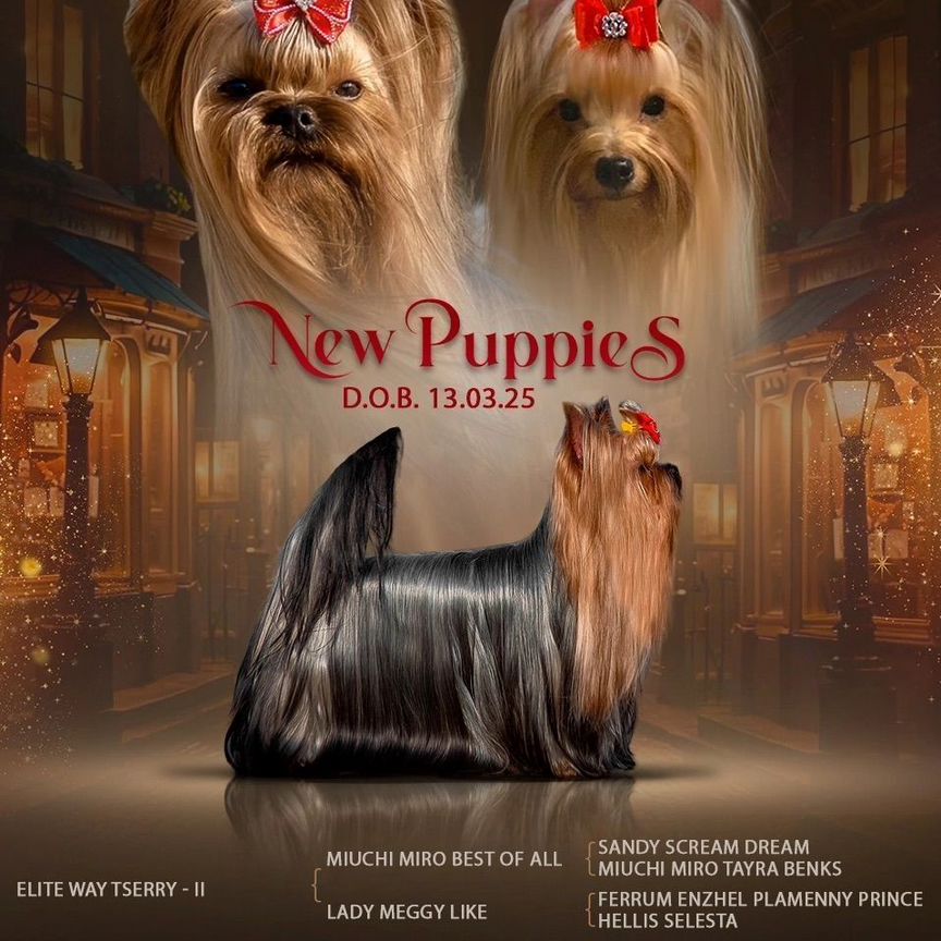 Йоркширский терьер мини