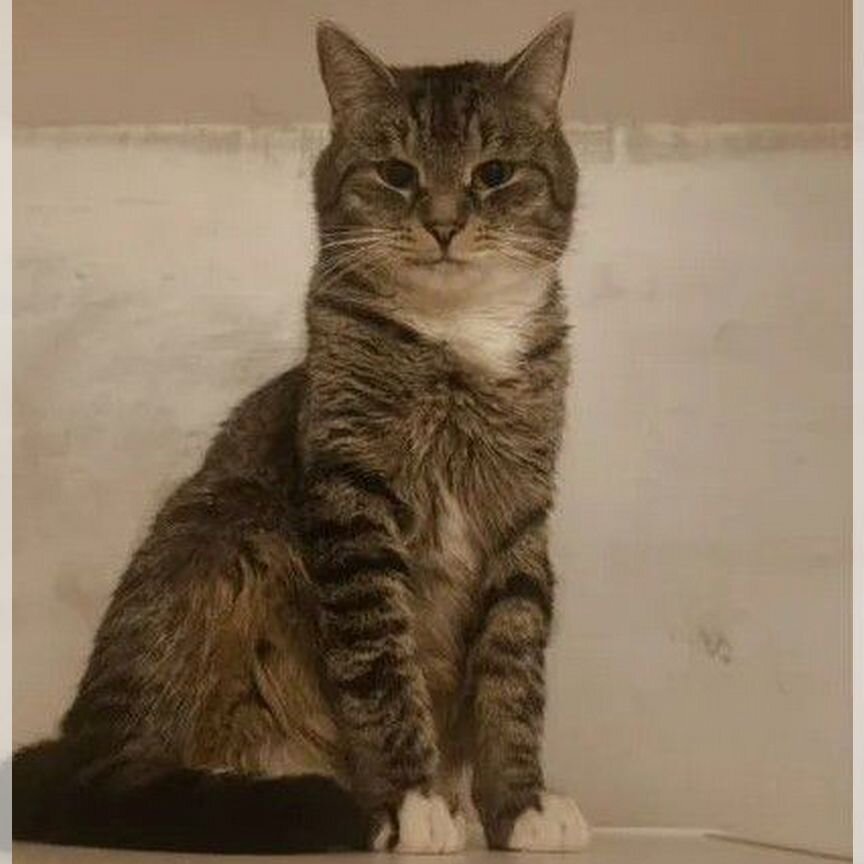 Взрослый кот в добрые руки