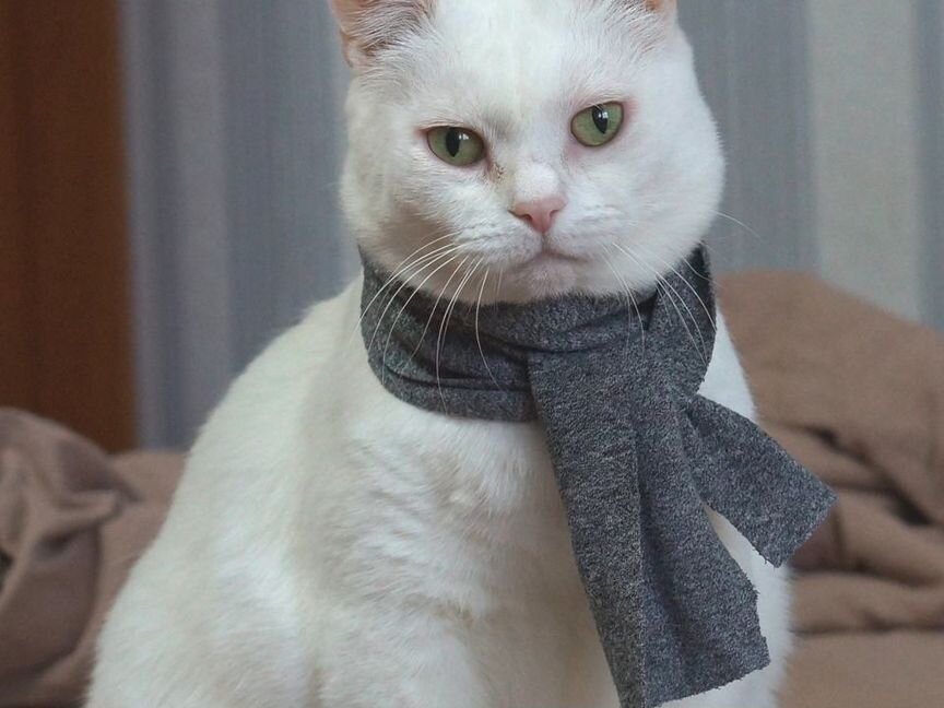 Кот-снеговик