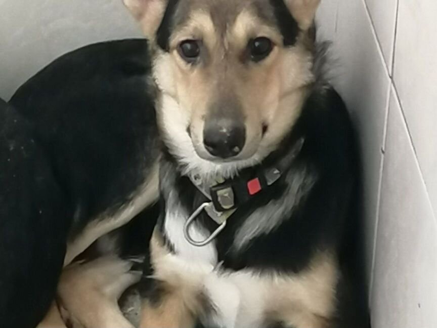 Восточноевропейская овчарка