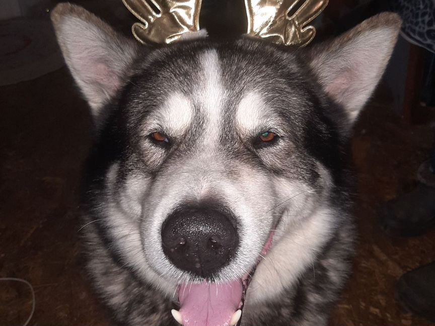 Вязка Маламут