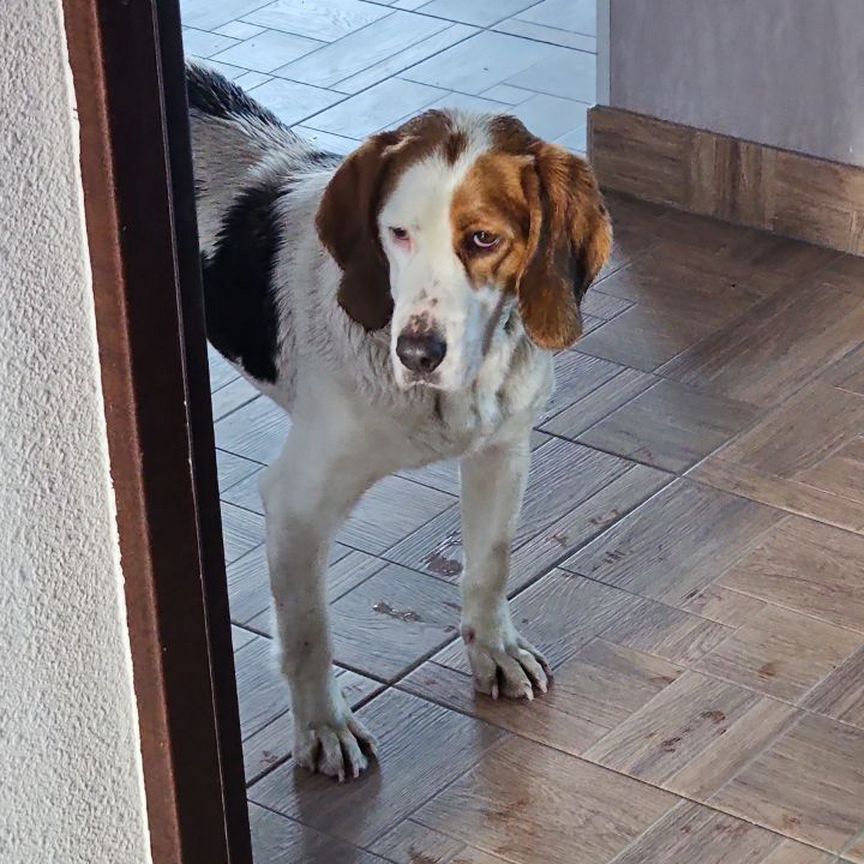 Собака в добрые руки отдам бесплатно