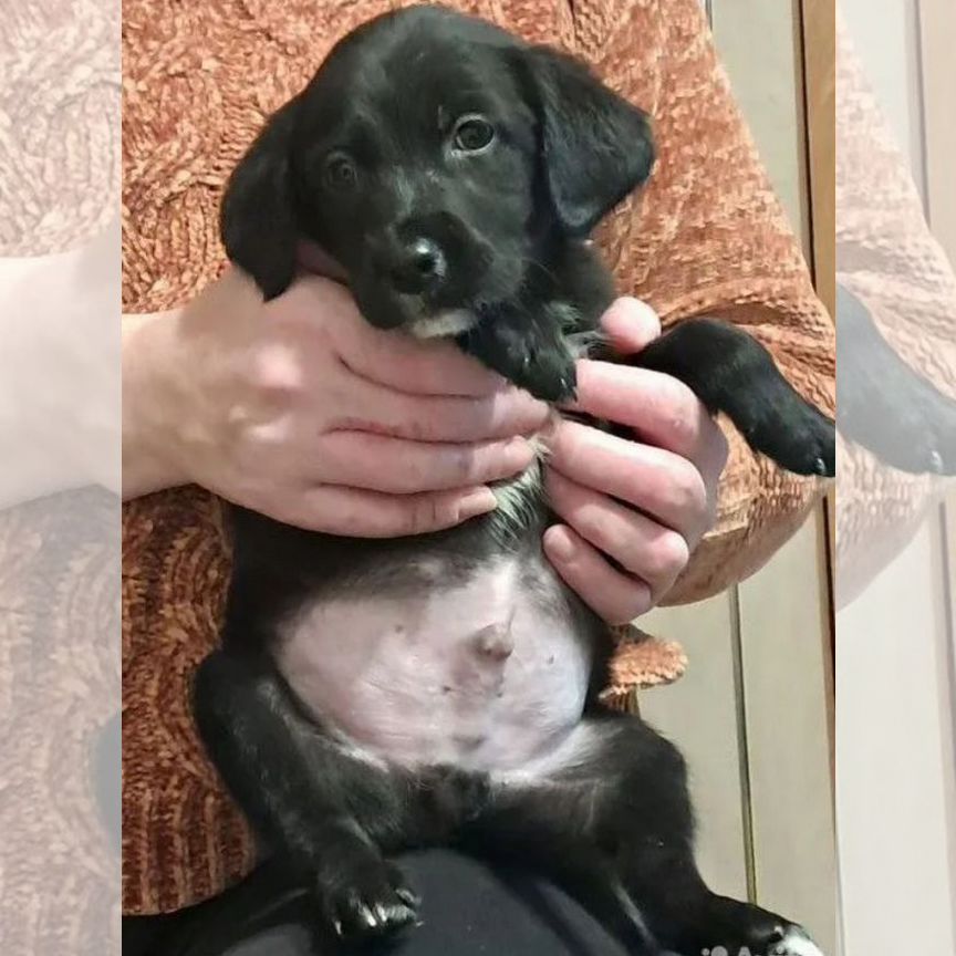 Лабрадор-ретривер, щенок