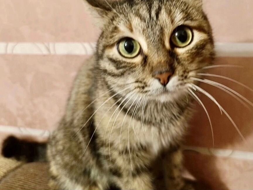 Приютите несчастную кошечку