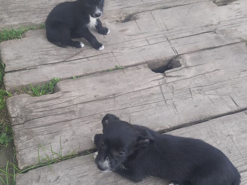 Трехцветная кошечка, щенята