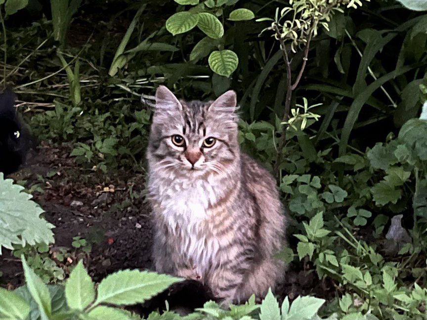Ищем дом котенку