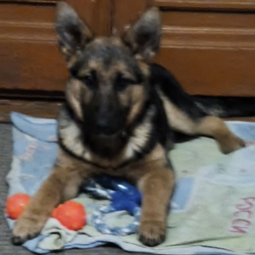 Щенок в добрые руки