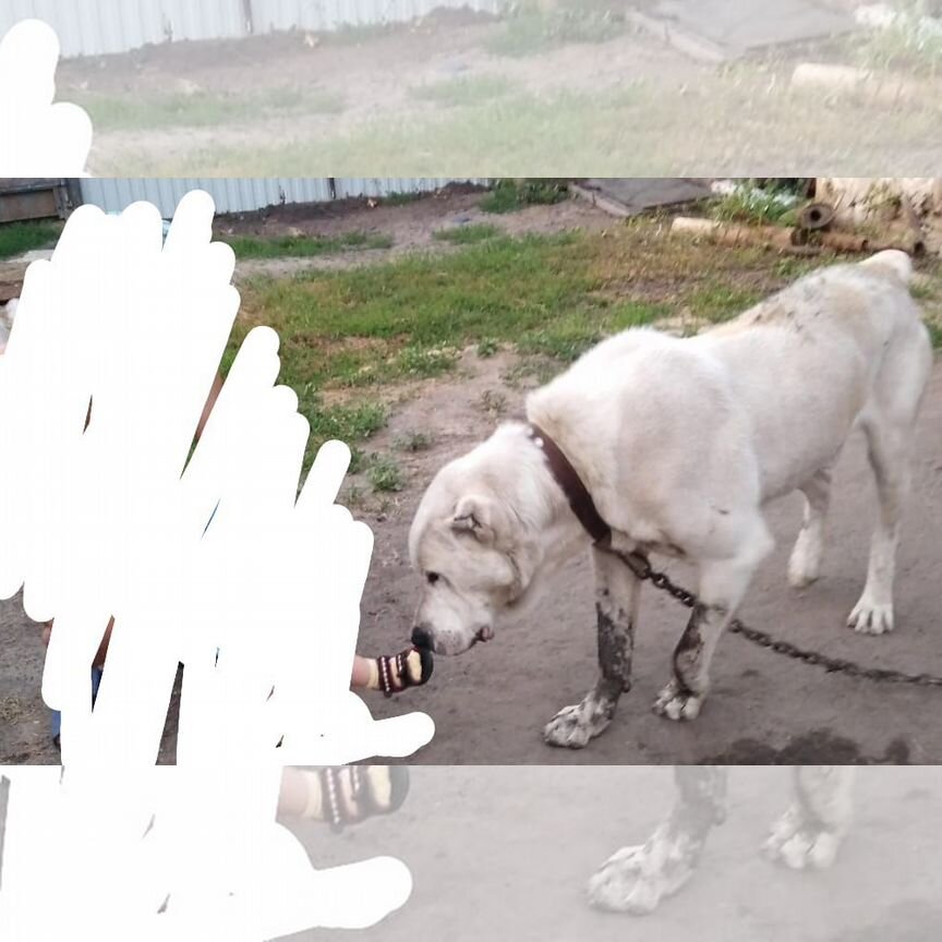 Среднеазиатская овчарка, взрослый пёс