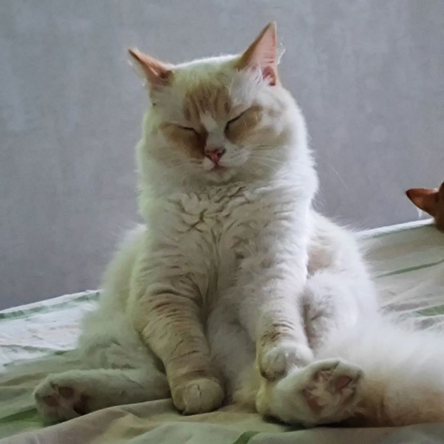 Удивительный котик Снежок