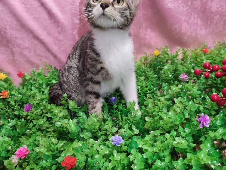 Котенок