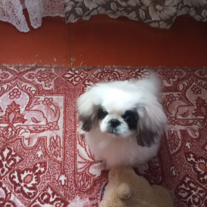 Отдам в добрые руки чистокровного пекинеса