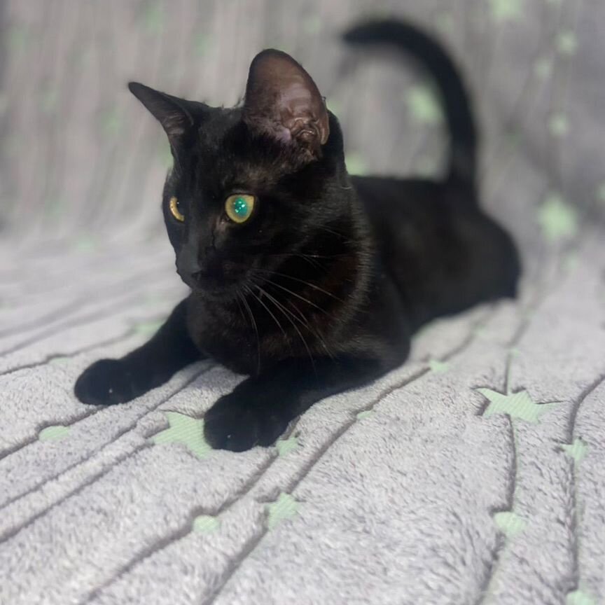 Кошечка