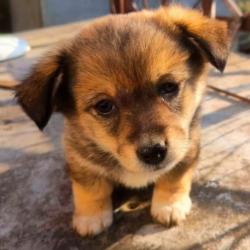 Щенок в добрые руки