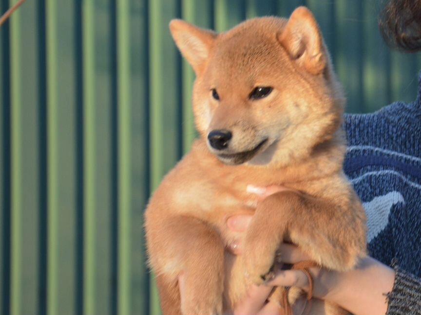 Сиба ину девочка