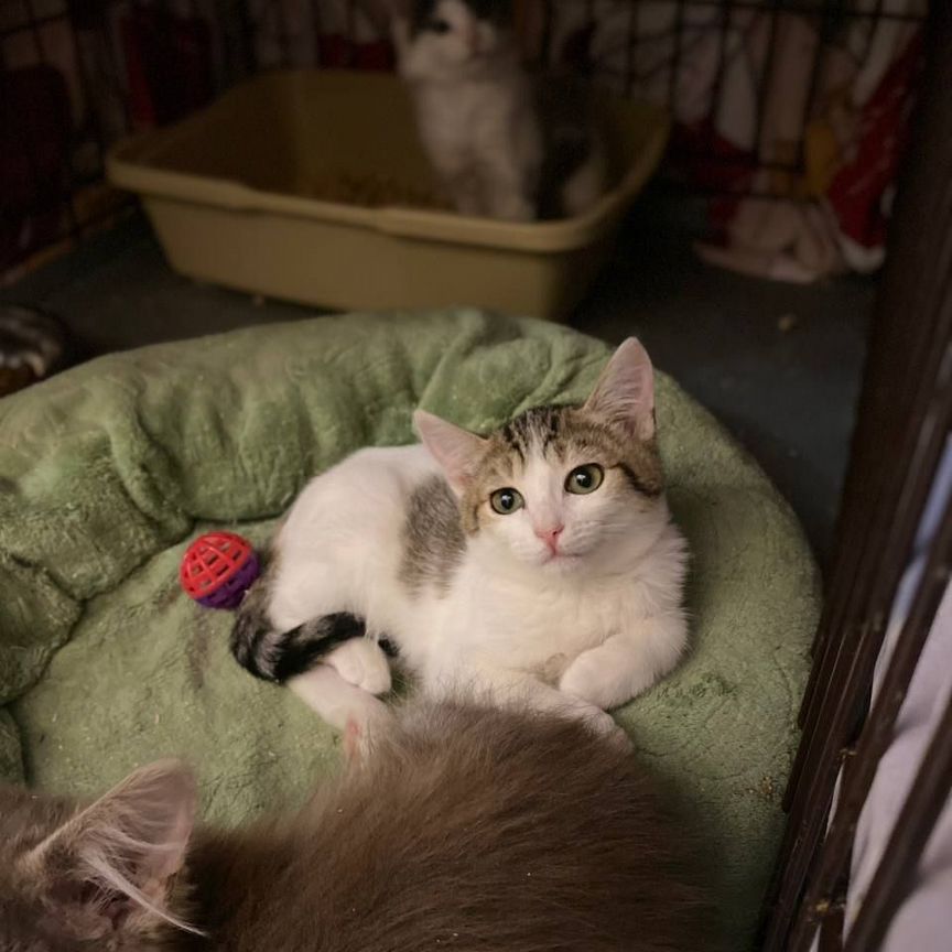 Котята