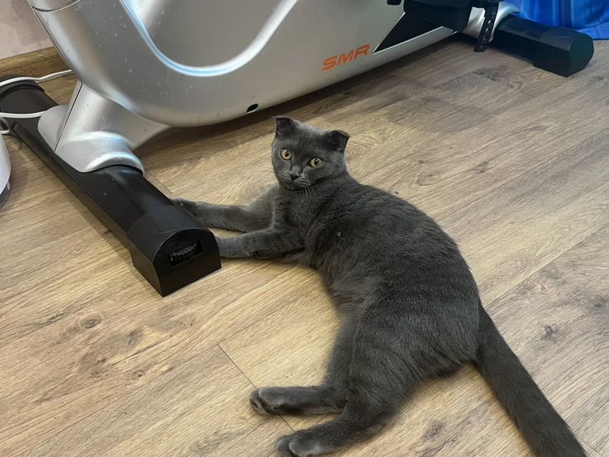 Кошка