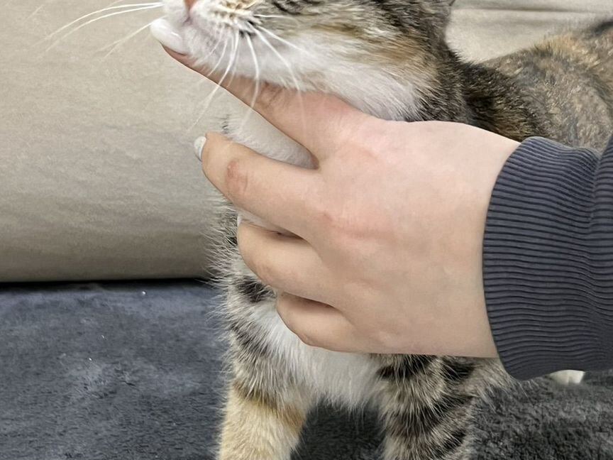 Кошка Плюша 8 мес