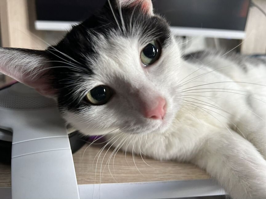 Отдам кота в добрые руки