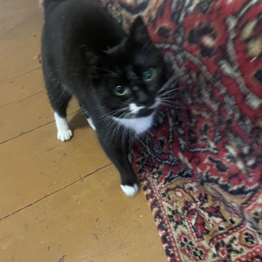 Взрослая кошка в добрые руки