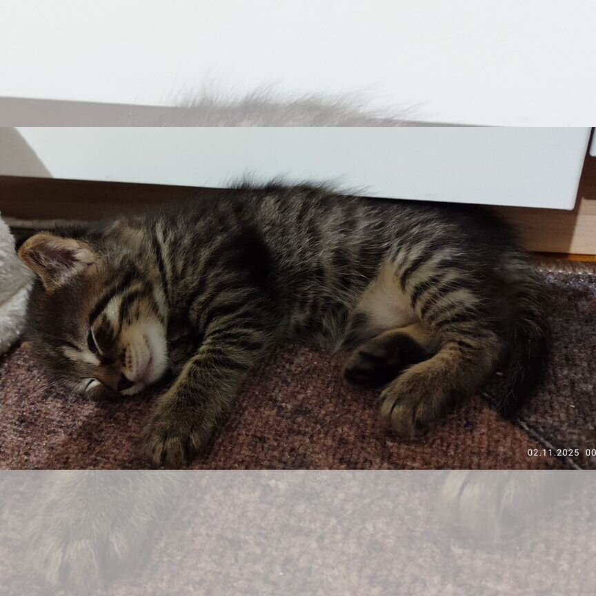 Котёнок в добрые руки