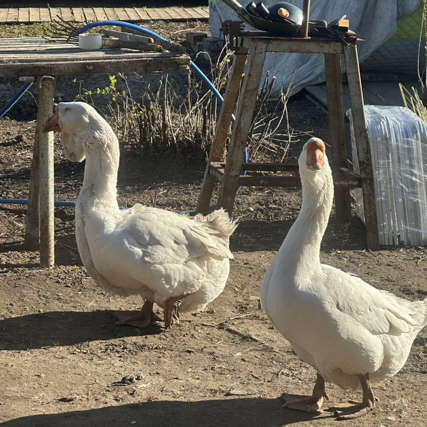 Холмогорский гусак