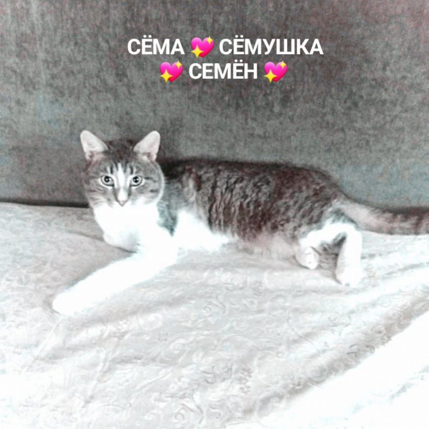 Котик стерилизован