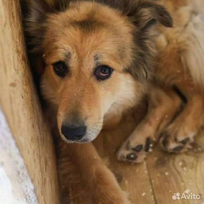 Нежная Милена из приюта мечтает о доме