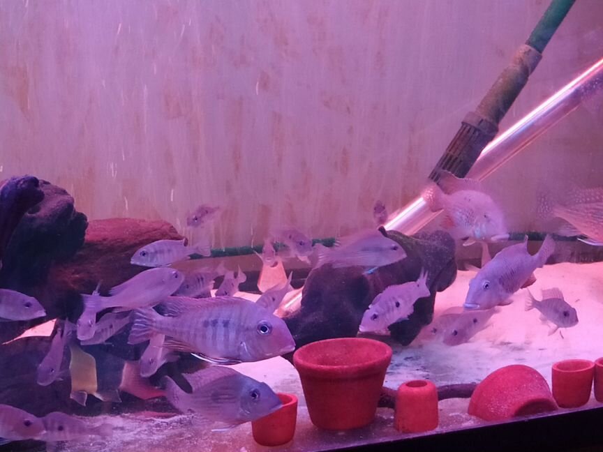 Геофагусы красноголовые