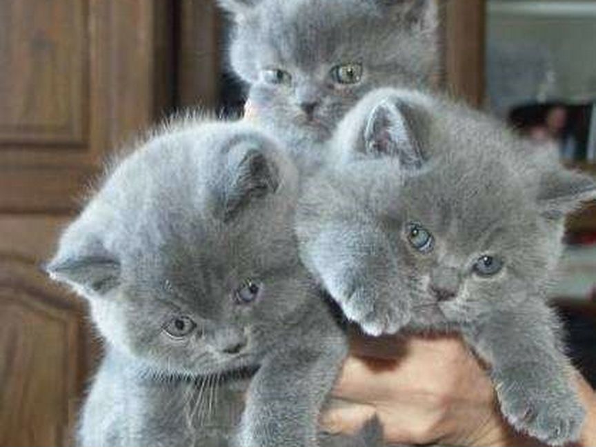 Голубые британские котята, девочки