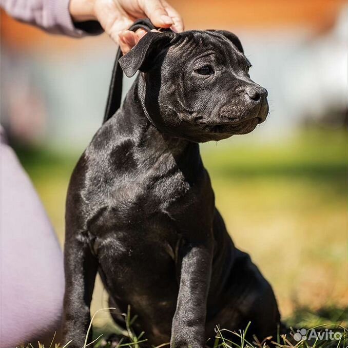 Стаффбуль чёрная девочка