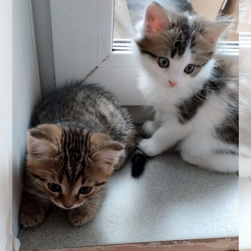 Отдам бесплатно котиков