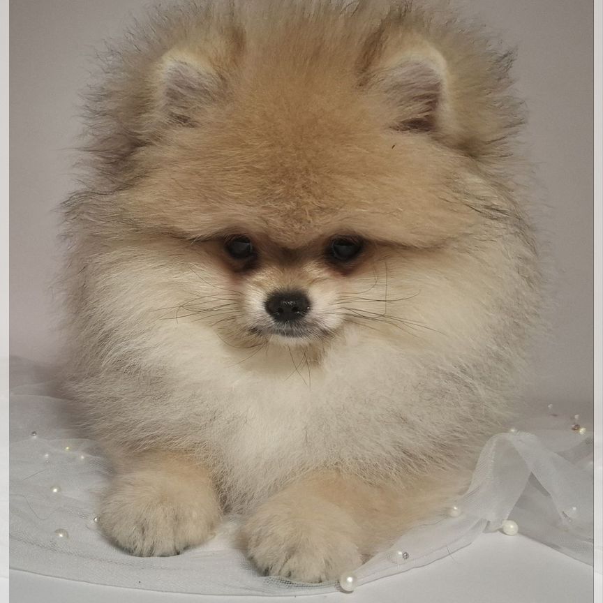 Померанский шпиц, щенок