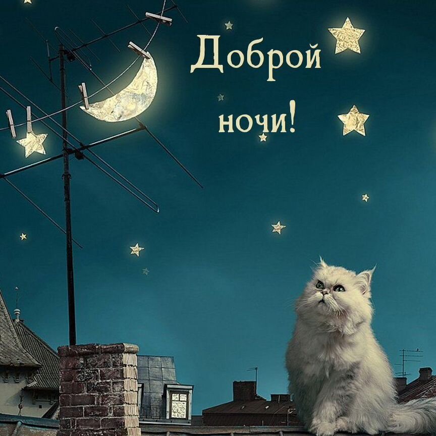 Взрослая кошка в добрые руки